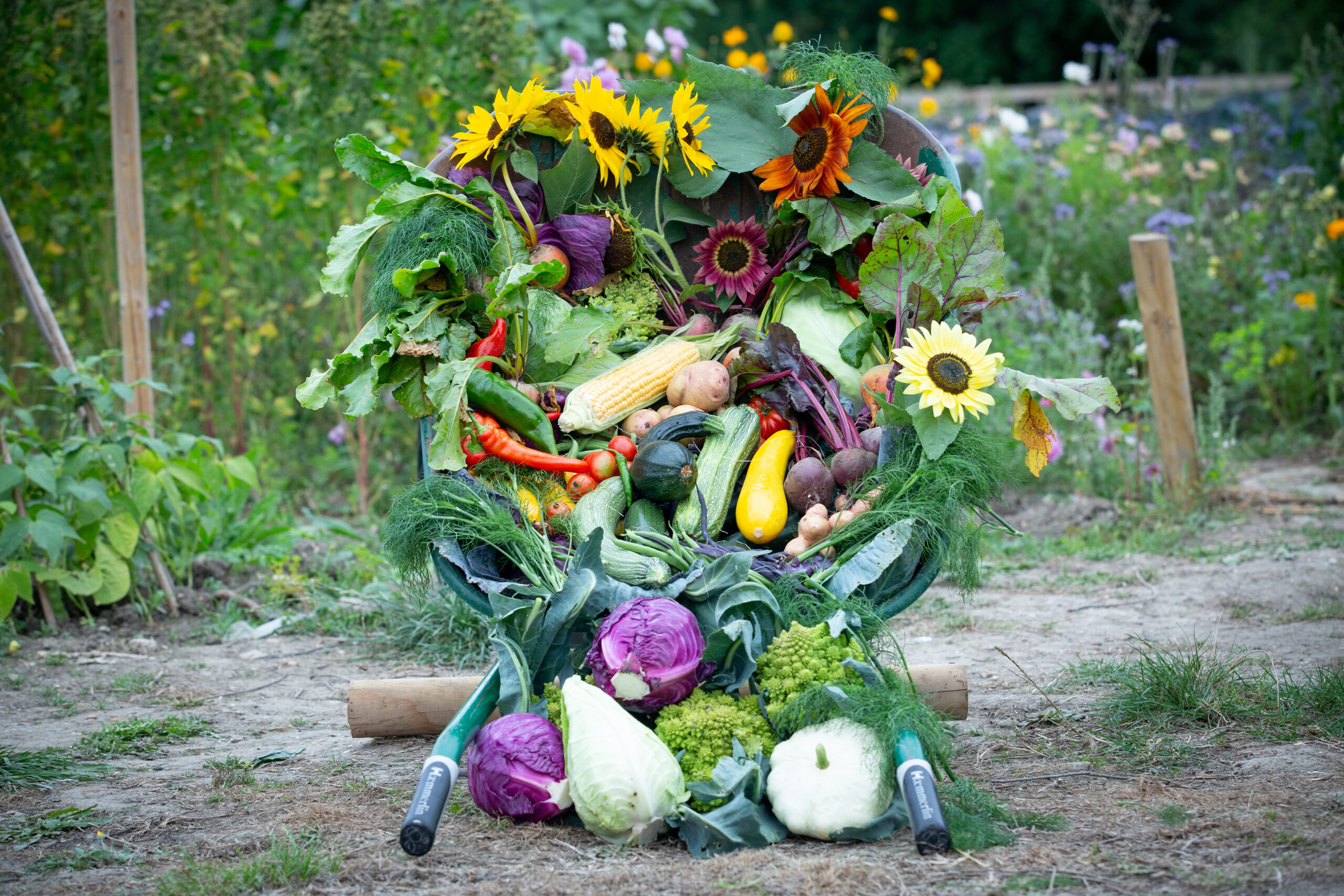 Changes to CoFarm veg at Abbey Food Hub - Abbey People